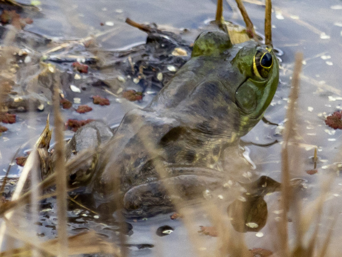 Lithobates catesbeianus (Shaw, 1802)