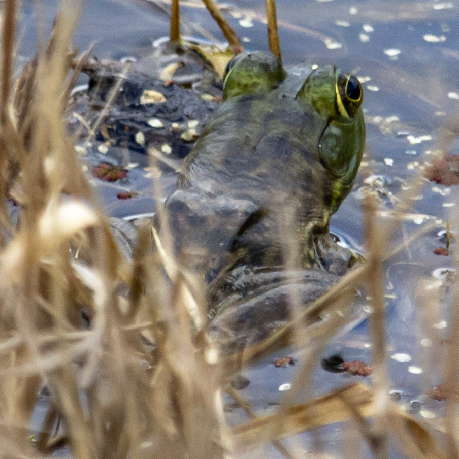Lithobates catesbeianus (Shaw, 1802)