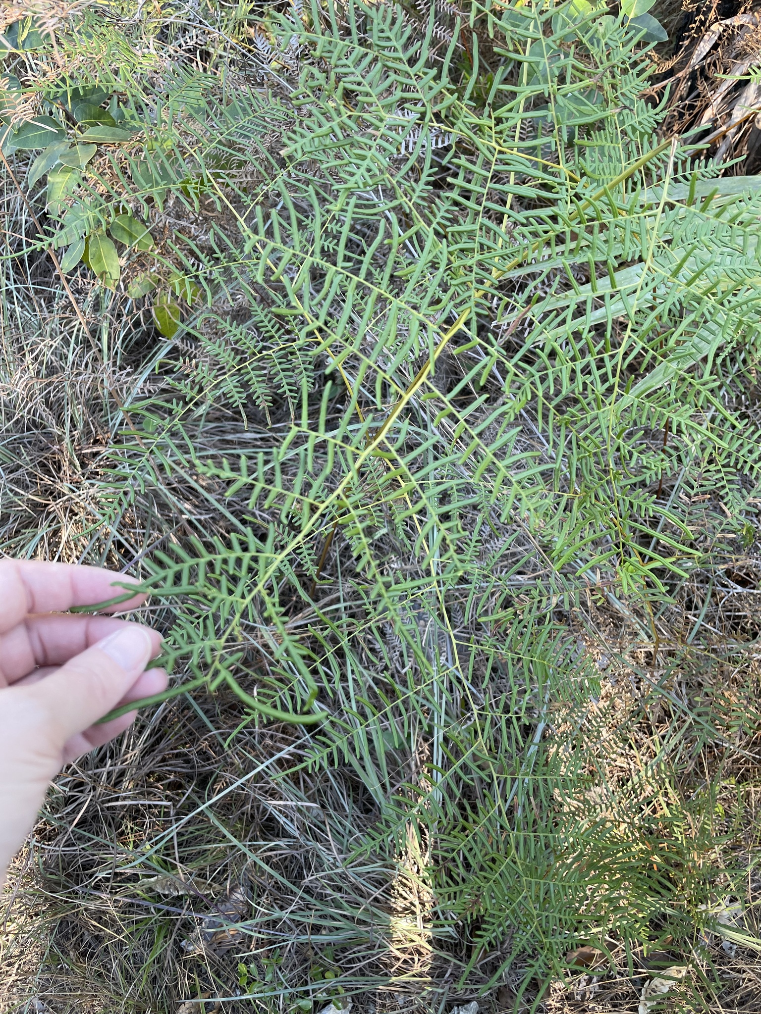 Pteridium caudatum (L.) Maxon