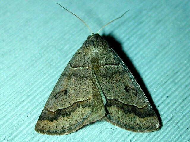 Common Oak Moth from Bedford Audubon Society, Katonah, NY, USA on April ...