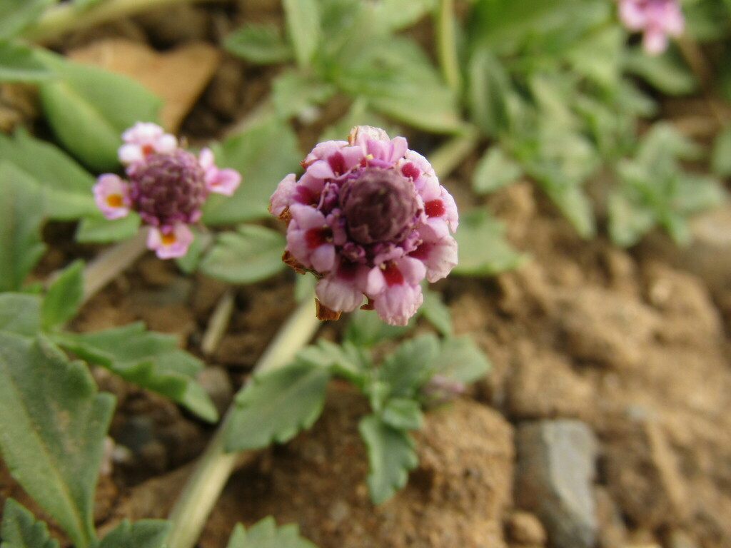 turkey tangle frogfruit from Concepcion, Bío Bío, Chile on January 07 ...