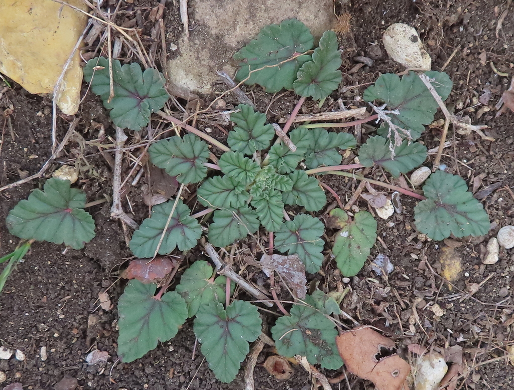 Texas stork's bill from Williamson County, TX, USA on January 11, 2023 ...