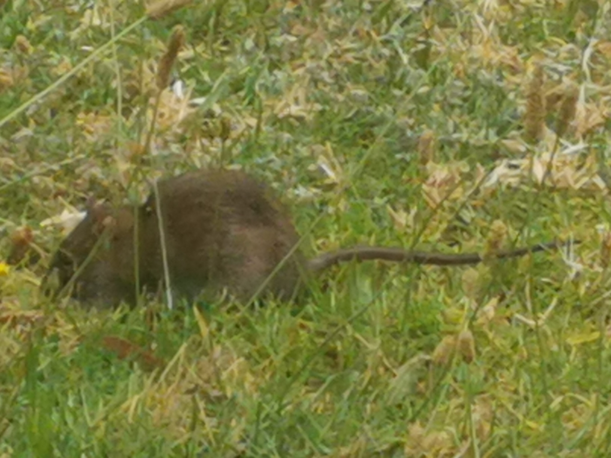 Rattus norvegicus (Berkenhout, 1769)