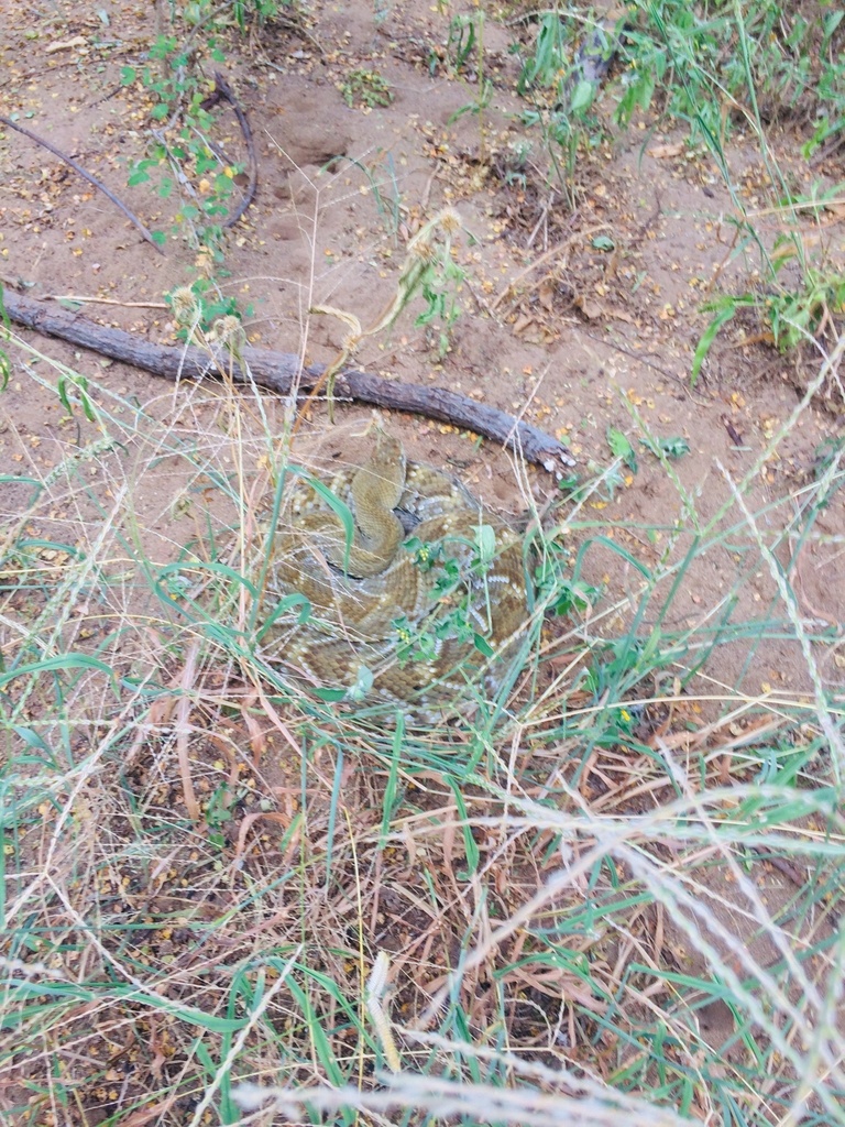 Basilisk Rattlesnake from La Huacana, Michoacán, MX on October 13, 2020 ...