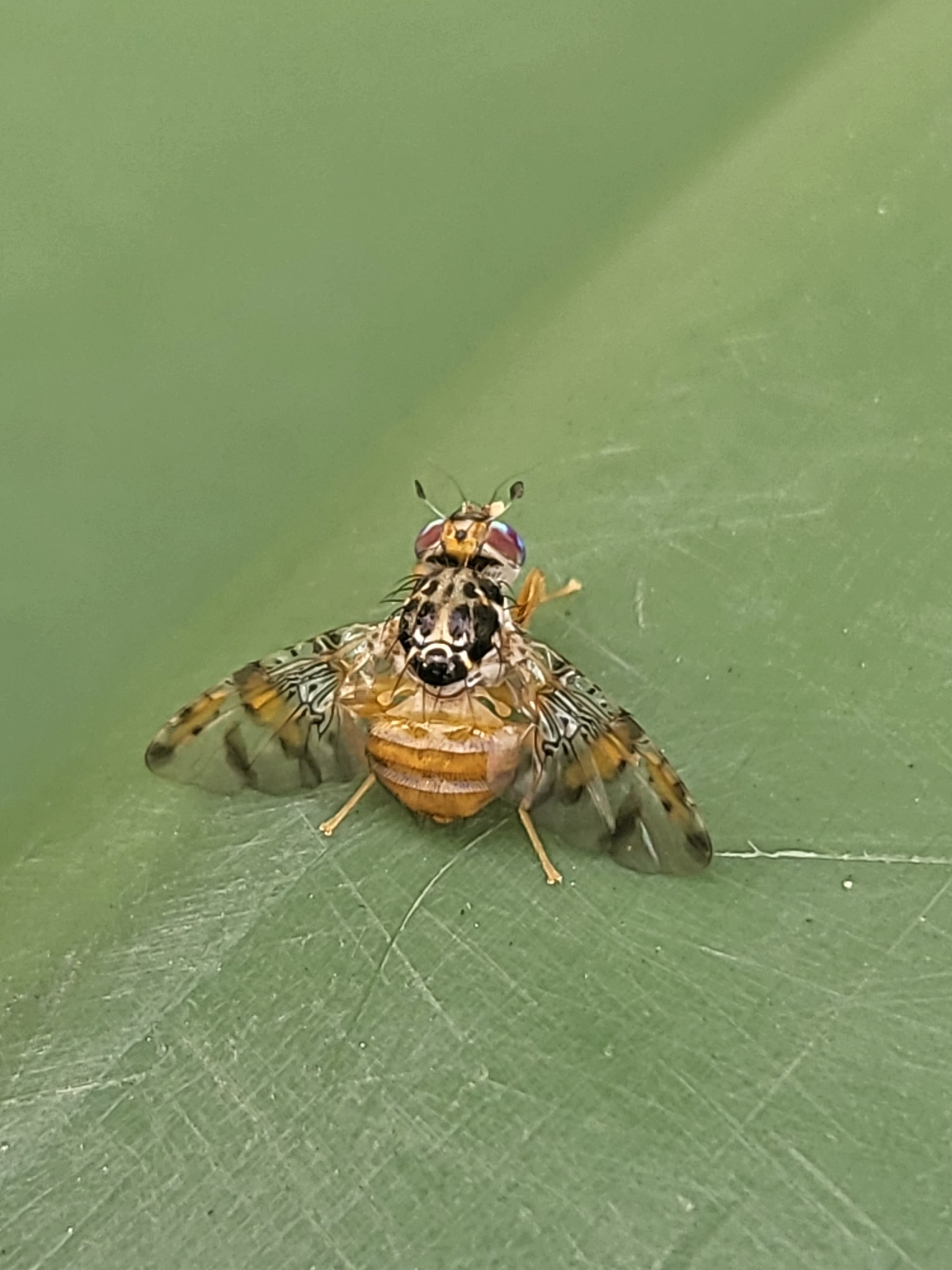 Ceratitis capitata (Wiedemann, 1824)