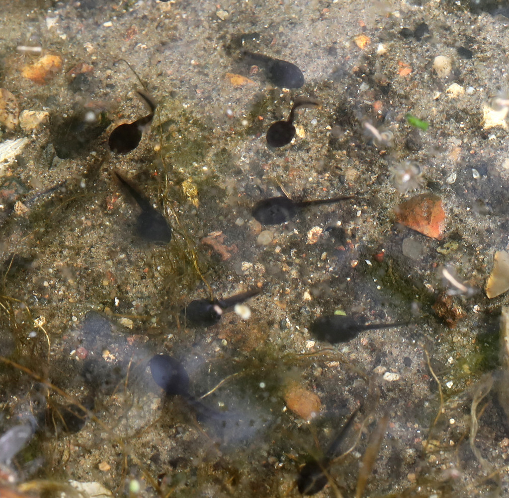 Frogs and Toads from Brede, 2800 Kongens Lyngby, Danmark on May 17 ...