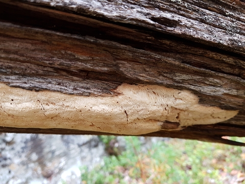 Neoantrodia infirma · iNaturalist