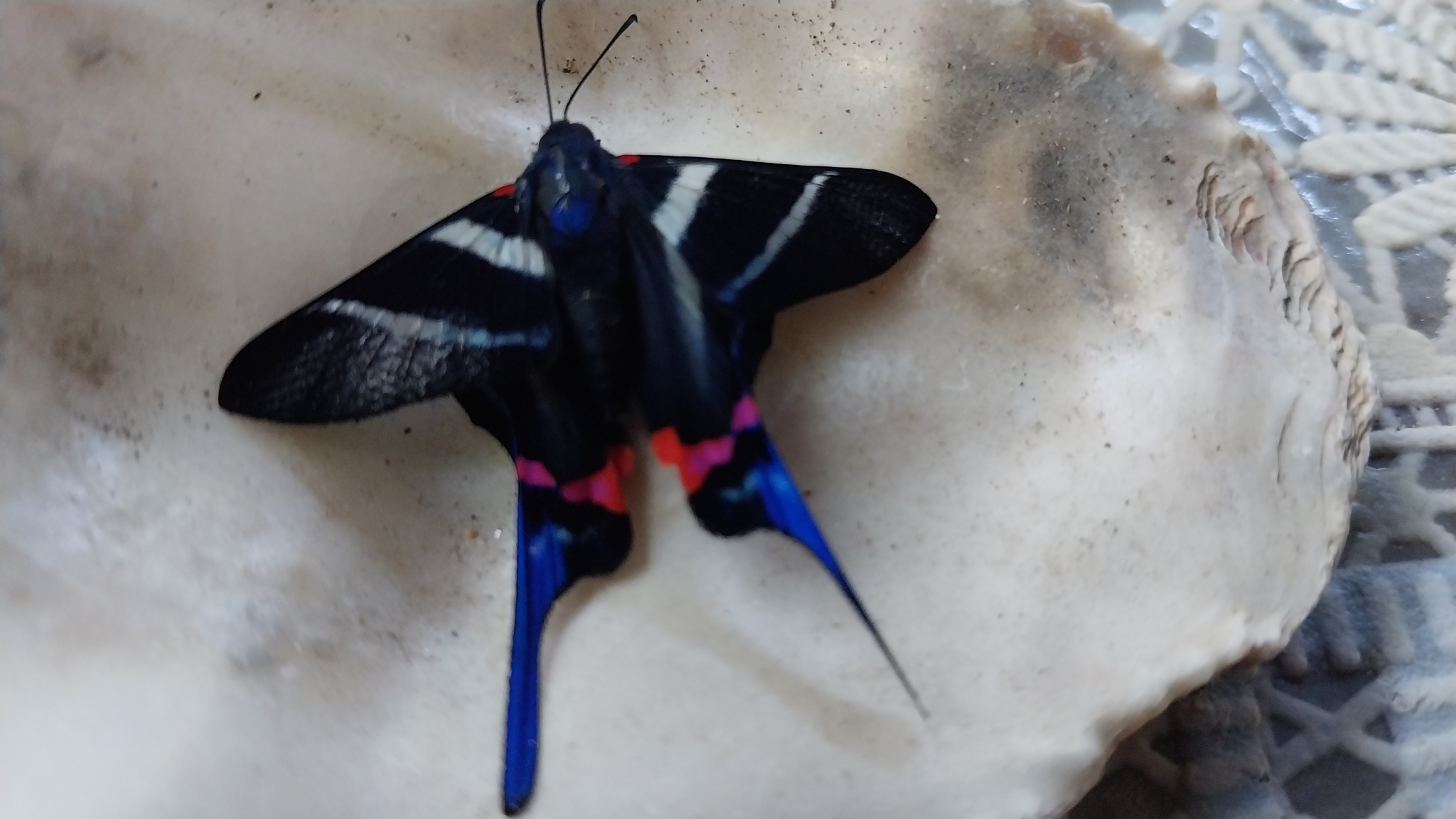 Rhetus arcius (Linnaeus, 1763)