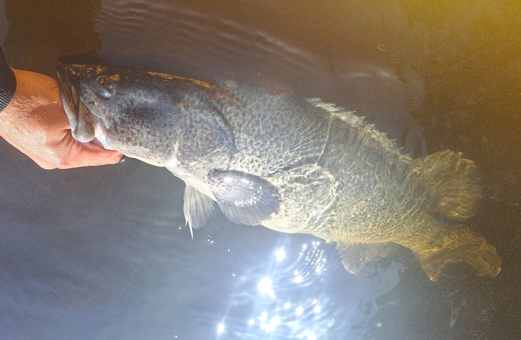 Murray Cod from Myponga SA 5202, Australia on December 30, 2022 at 09: ...