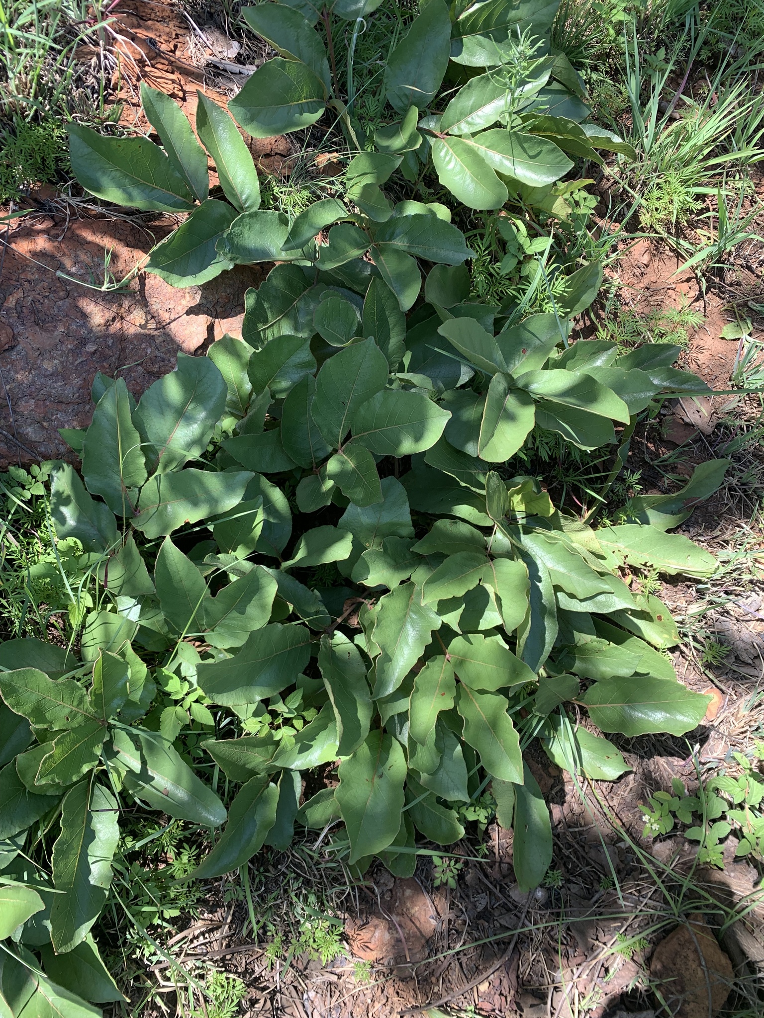 Lannea edulis (Sond.) Engl.