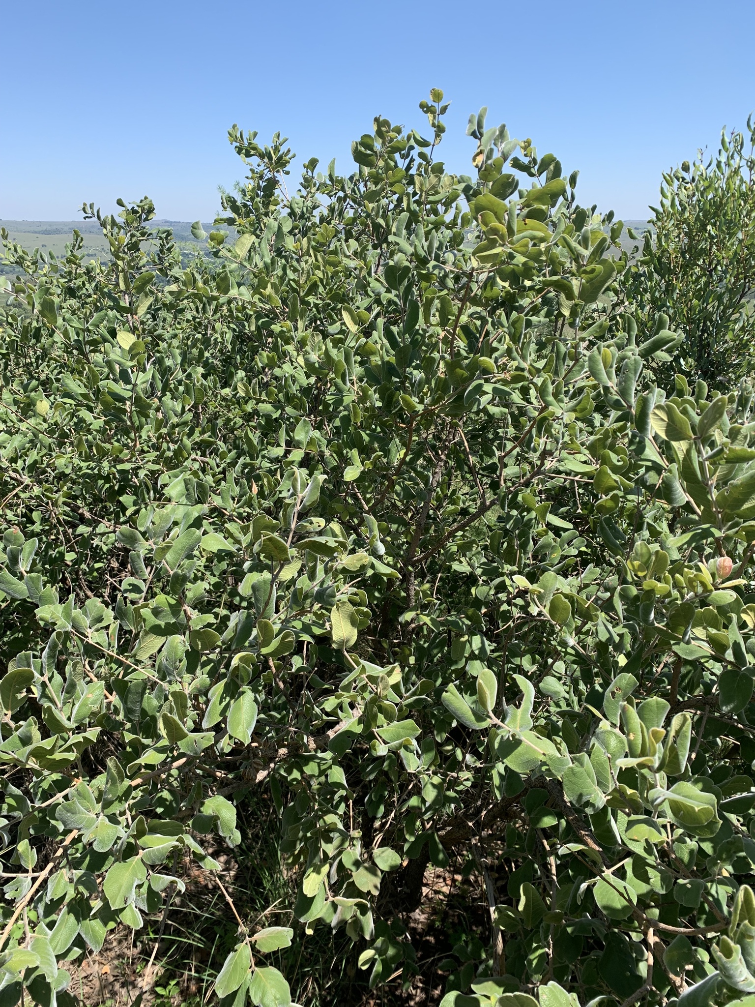 Combretum molle R.Br. ex G.Don