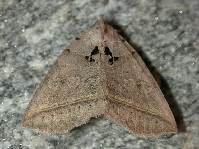 Black Bit Moth from Ward Pound Ridge, Westchester County, NY, USA on ...