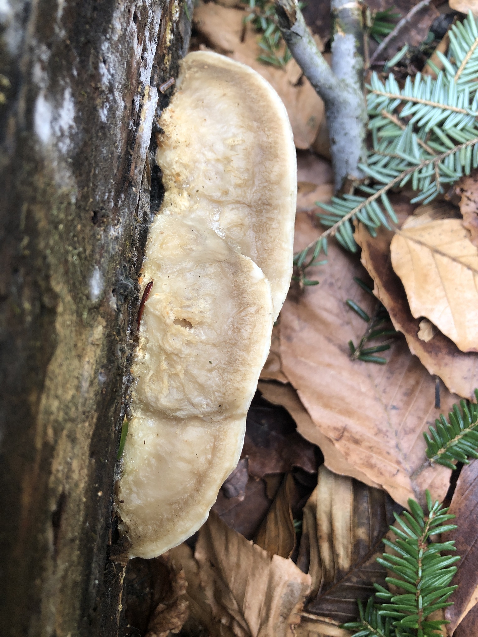 Tyromyces chioneus (Fr.) P.Karst.