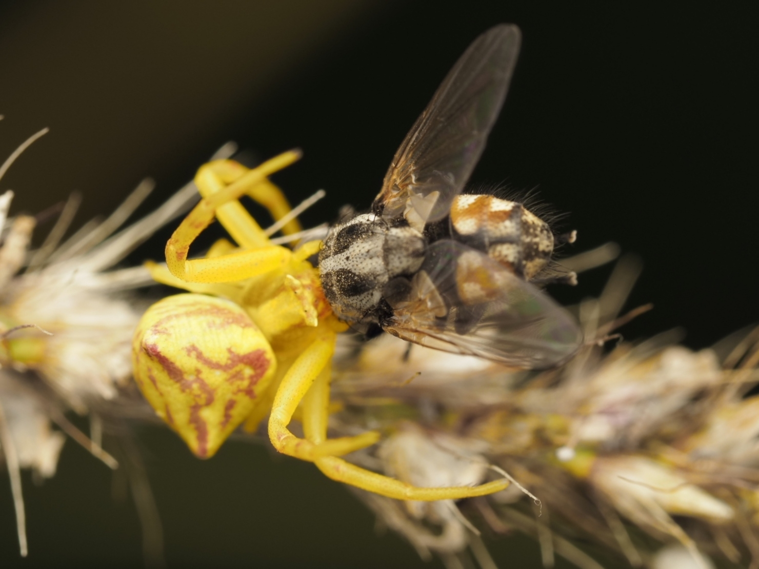 Thomisus onustus Walckenaer, 1805