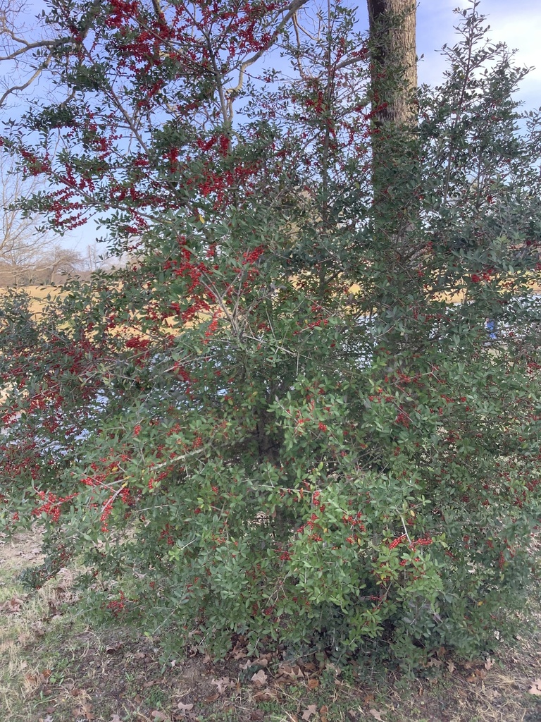 Yaupon Holly from Hallsville, TX, US on January 11, 2023 at 03:33 PM by ...