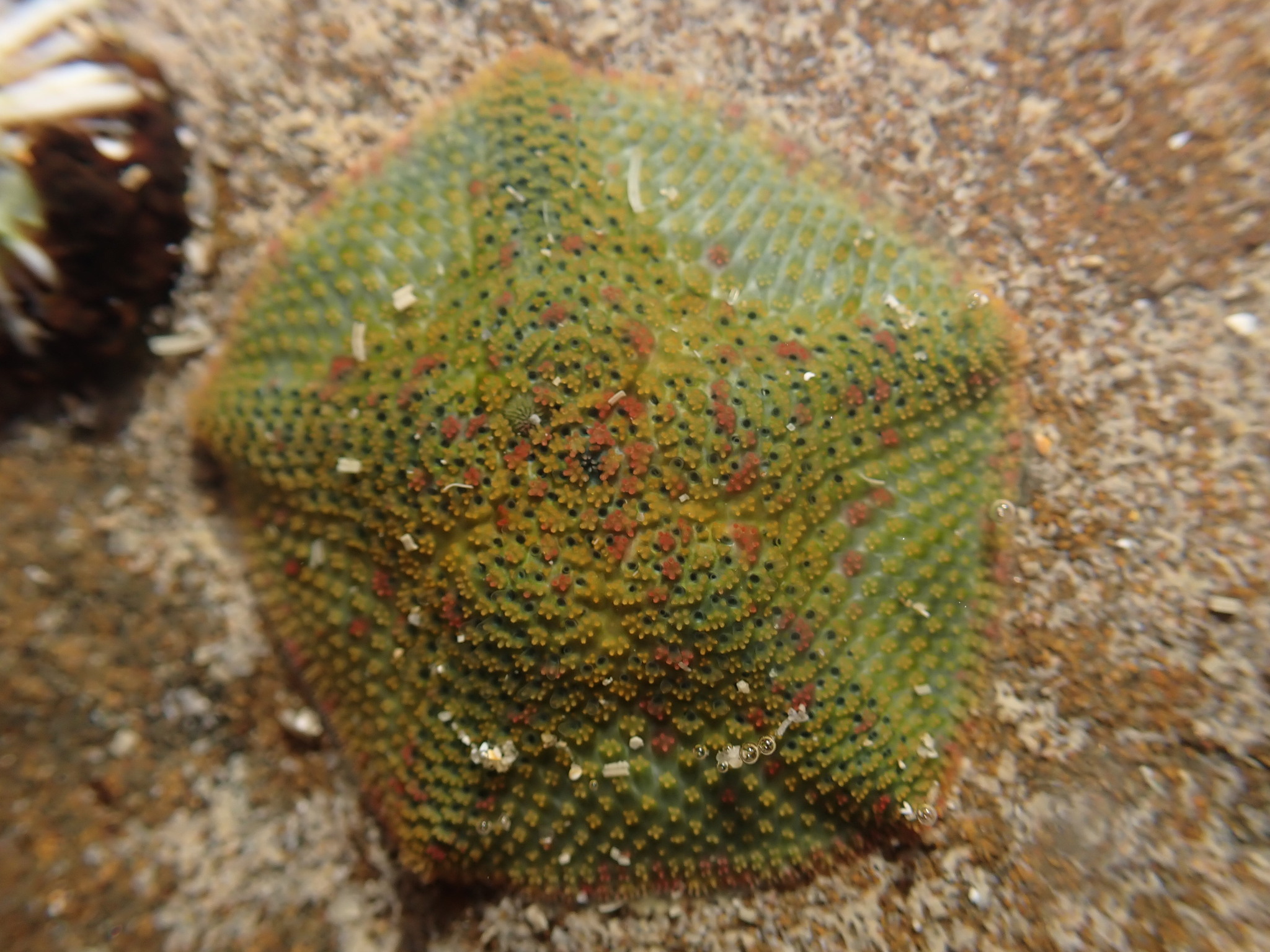 Parvulastra O'Loughlin, 2004