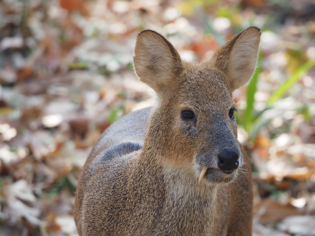 Deer (Cervidae) - Know Your Mammals