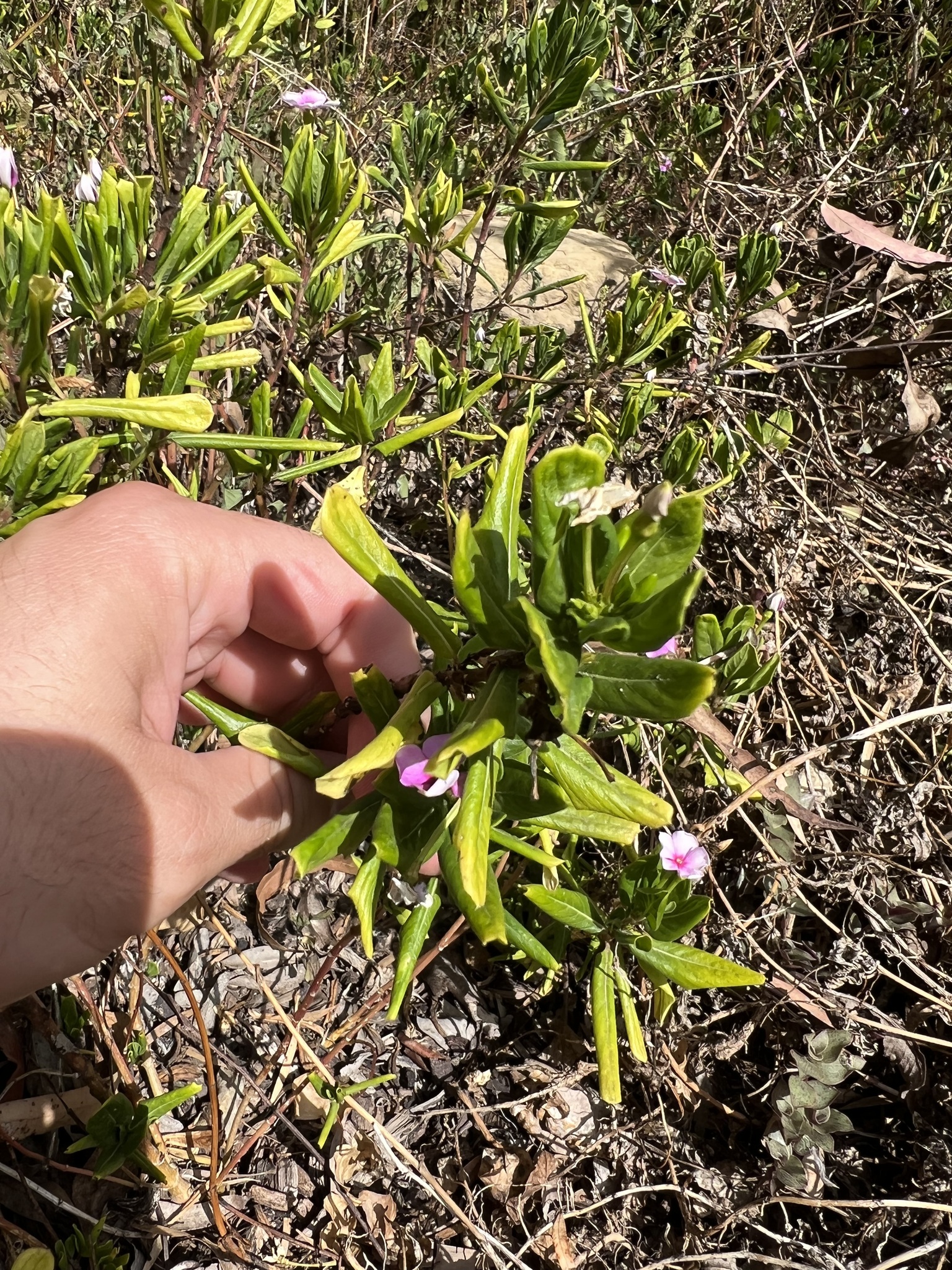 Catharanthus roseus (L.) G.Don