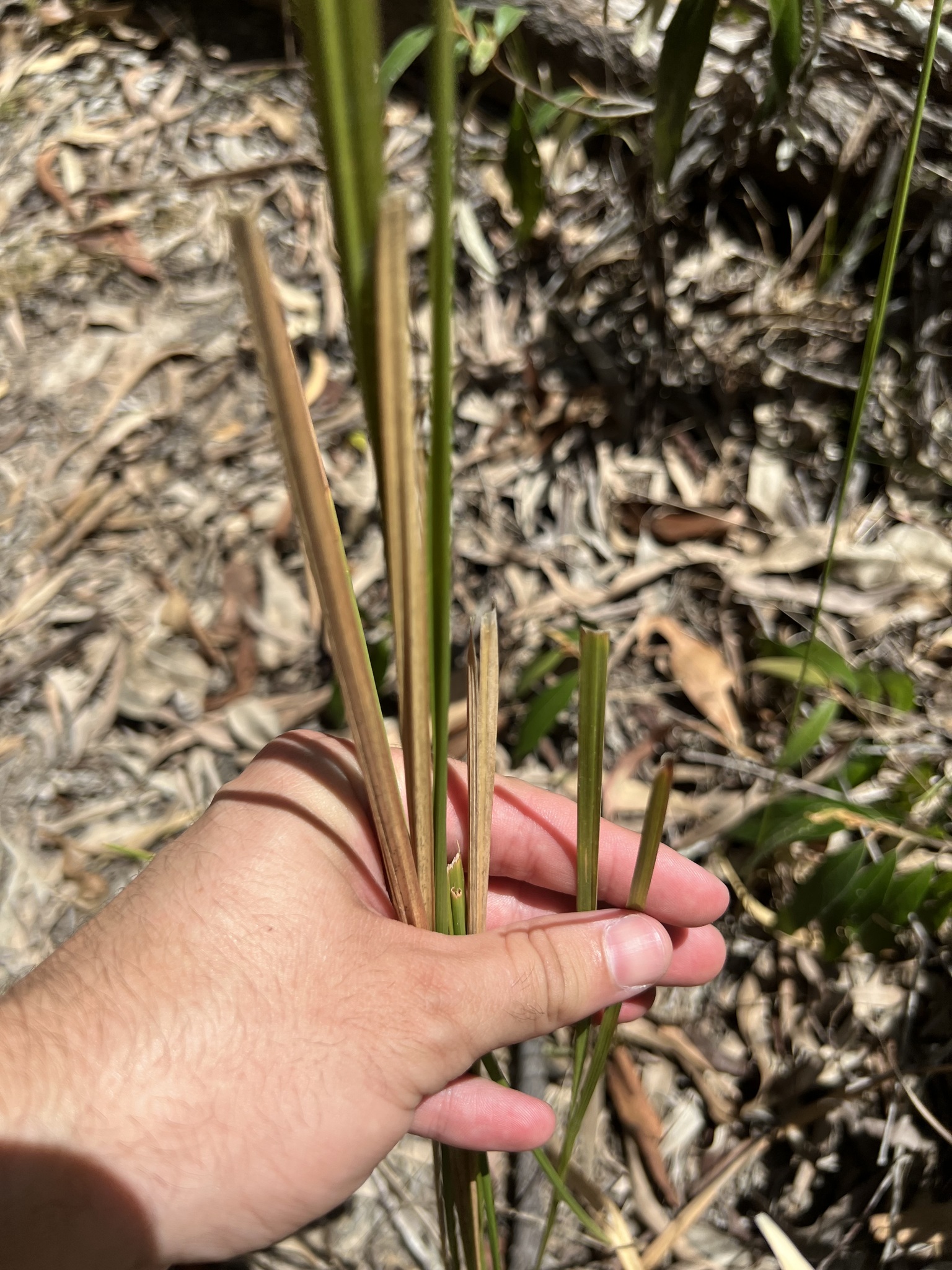 Imperata cylindrica (L.) P.Beauv.