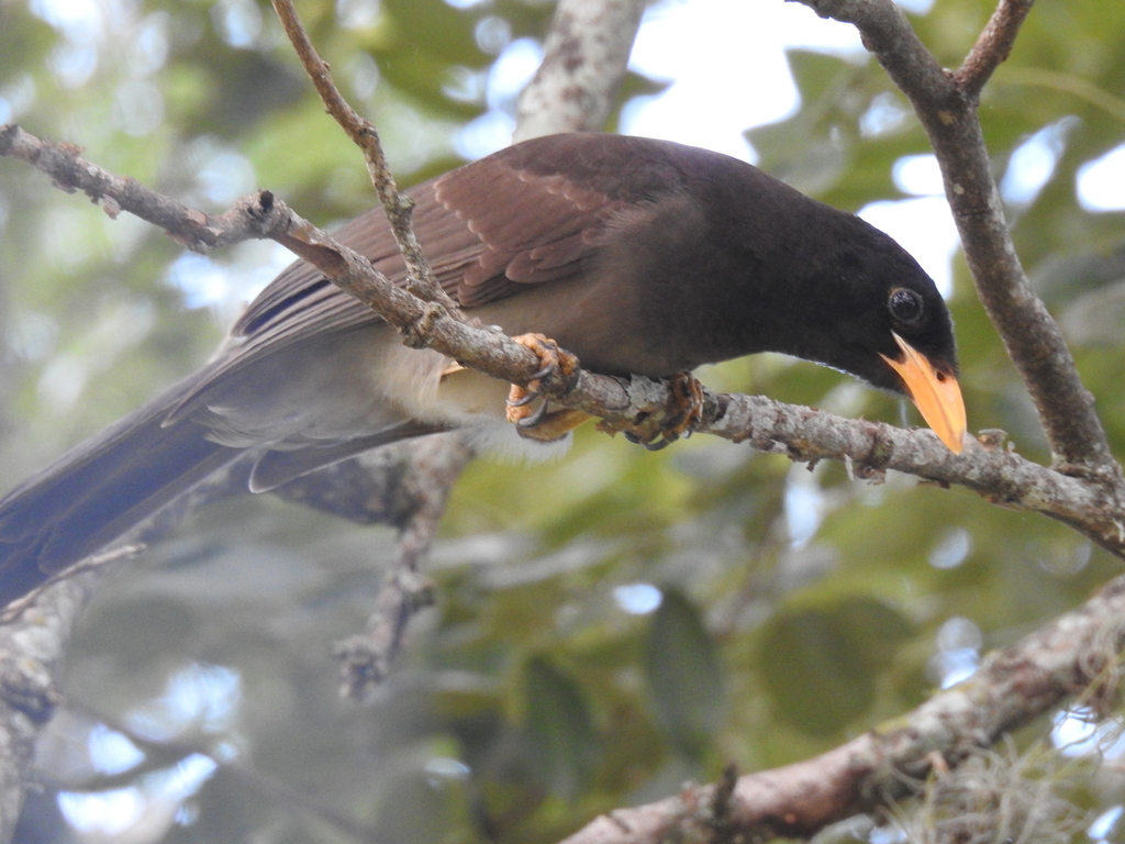 Brown Jay from Gómez Farías, Tamps., México on January 06, 2023 at 08: ...