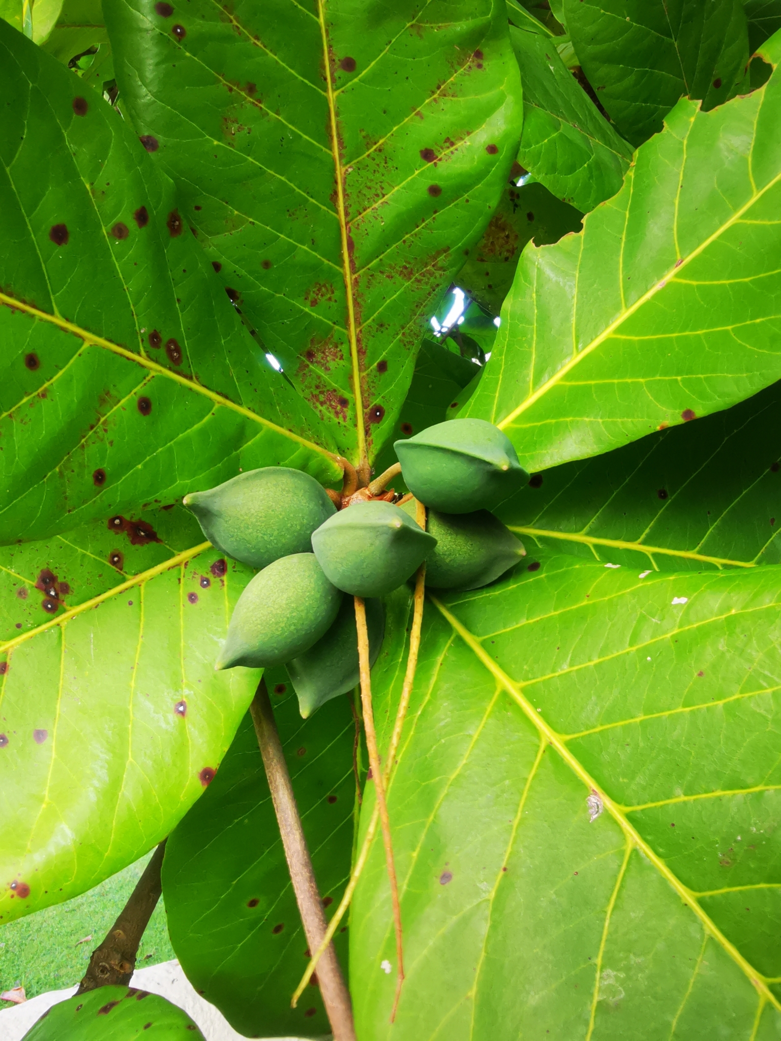 Terminalia catappa L.