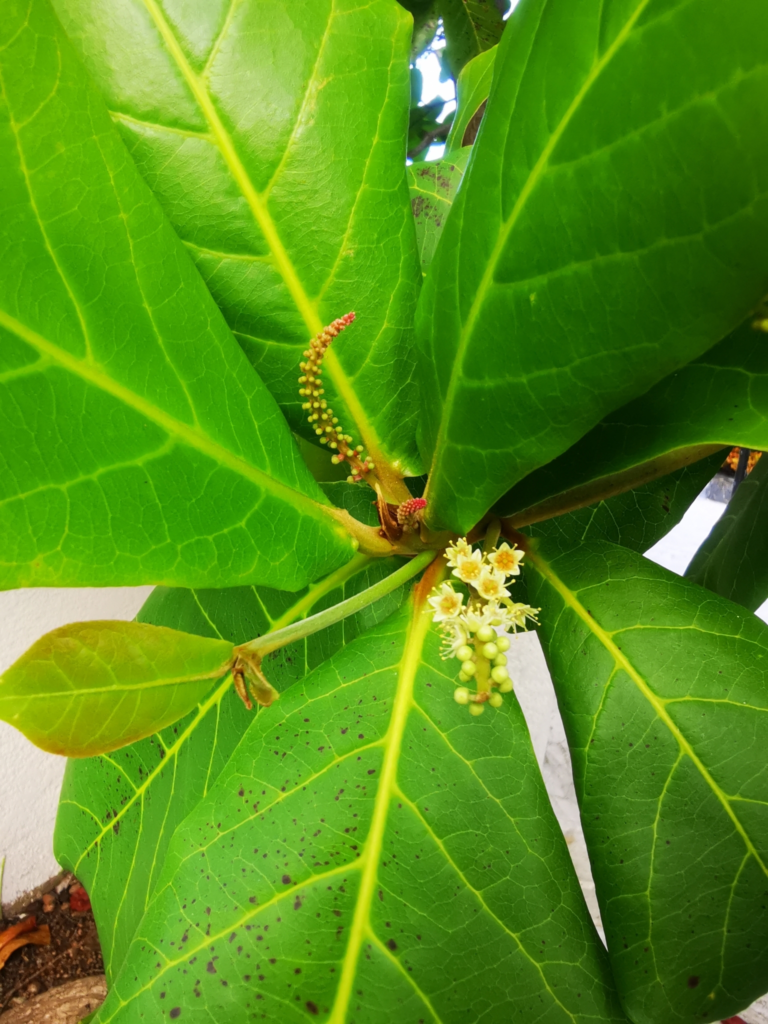 Terminalia catappa L.