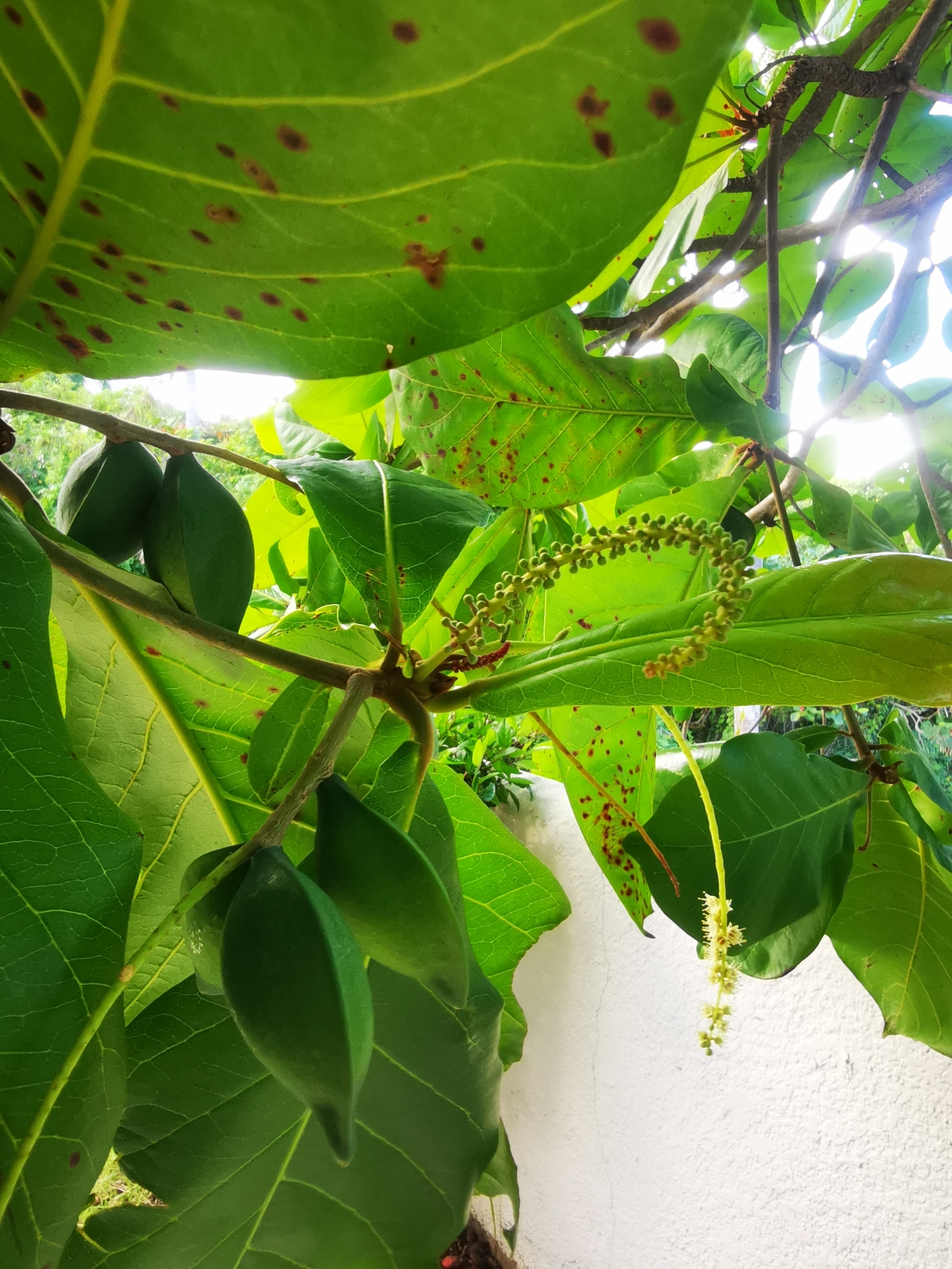 Terminalia catappa L.