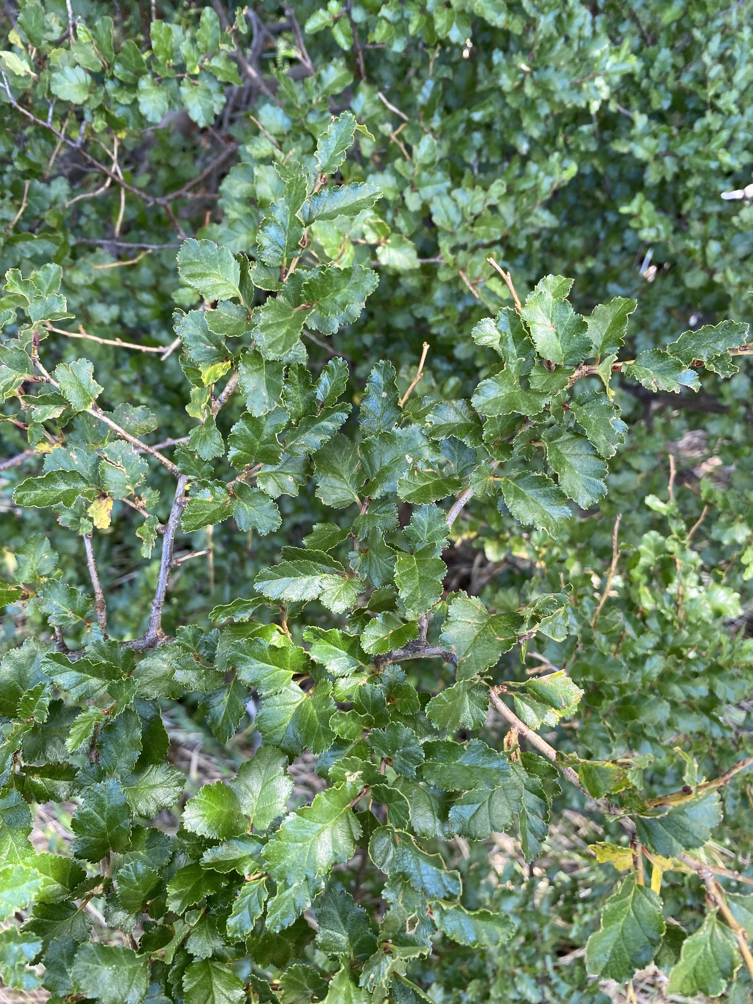 Nothofagus Blume