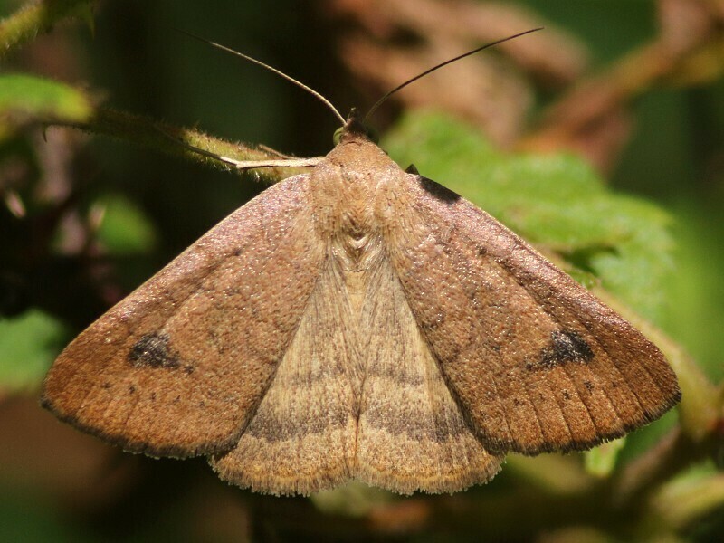 Vetch Looper Moth from Ward Pound Ridge Res. Westchester, NY, USA on ...
