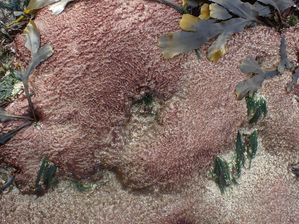 sand binder from Le Hocq, St Clement on January 06, 2023 at 12:53 PM by ...