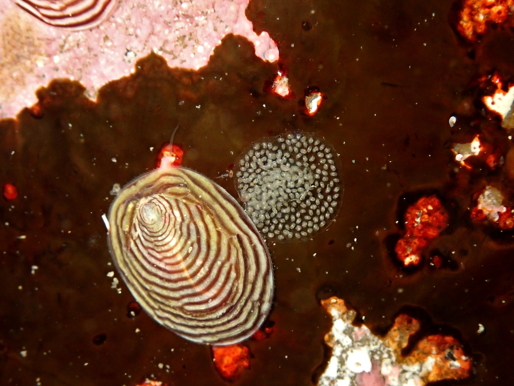 Atalacmea multilinea from Waipapa Point, Otara, Catlins, South Island ...