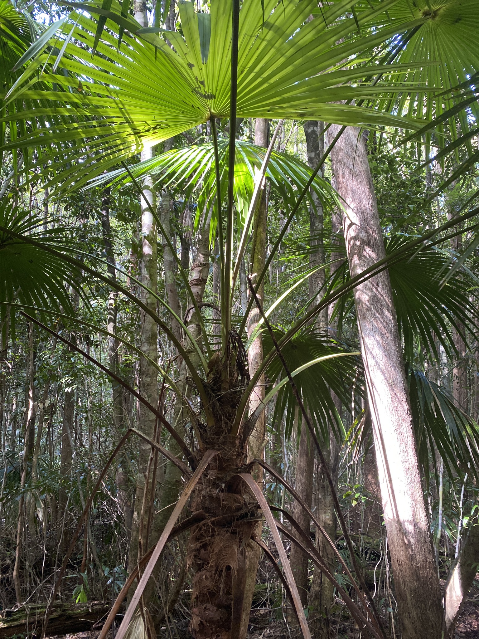 Livistona australis (R.Br.) Mart.