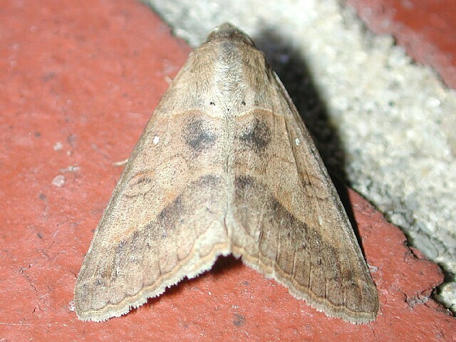 Small Mocis Moth from Floyd Bennet Field, Brooklyn, NY, USA on ...