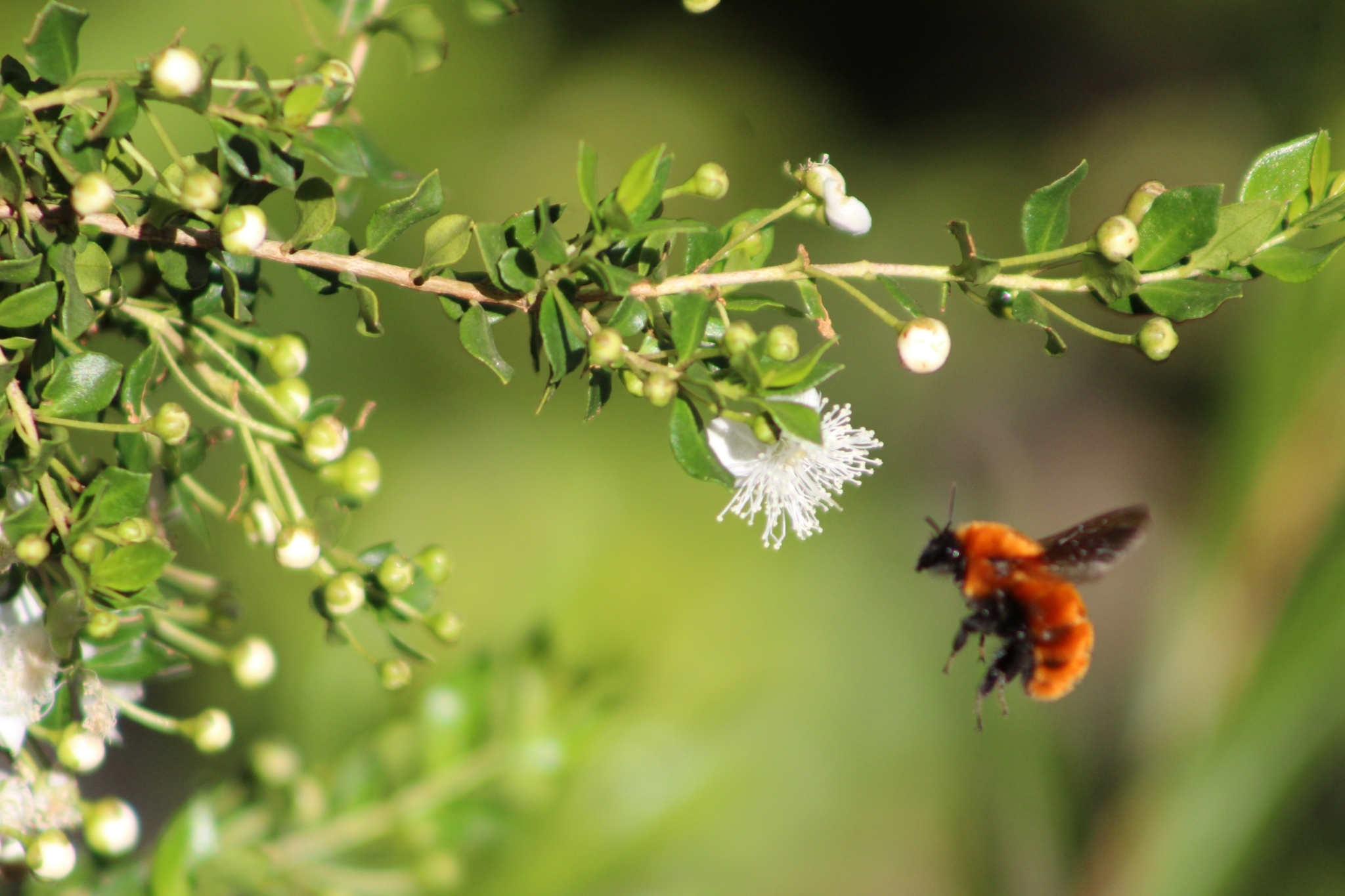 Bombus dahlbomii Guérin-Méneville, 1835