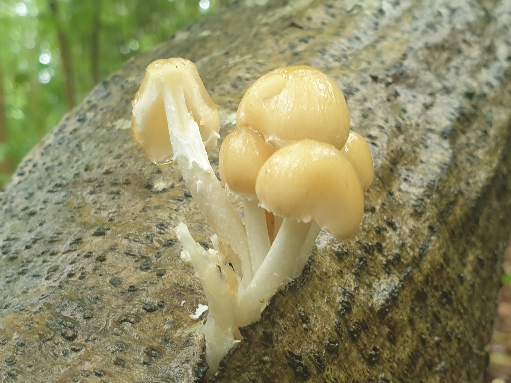 Candolleomyces in January 2023 by squeakysneaker · iNaturalist