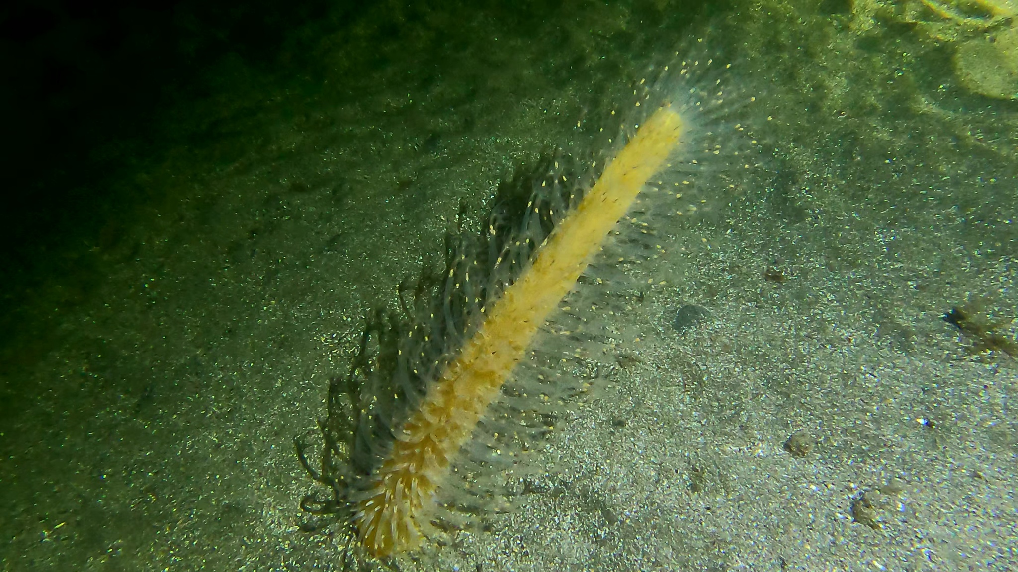 Veretillum cynomorium (Pallas, 1766)