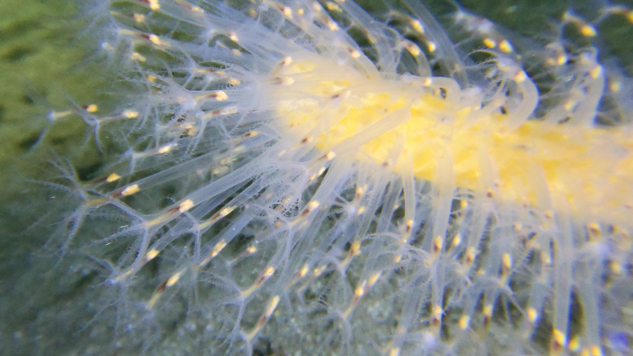 Veretillum cynomorium (Pallas, 1766)