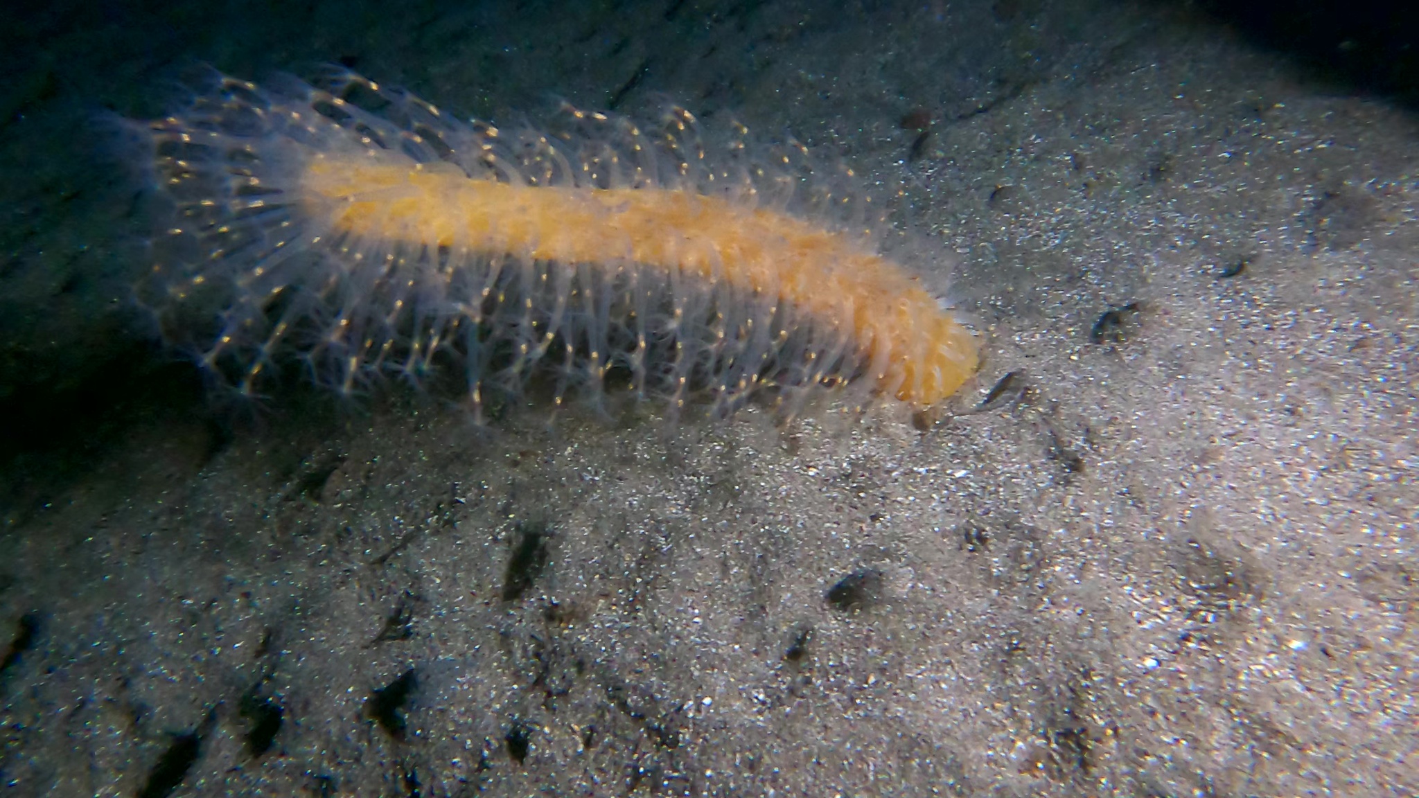 Veretillum cynomorium (Pallas, 1766)