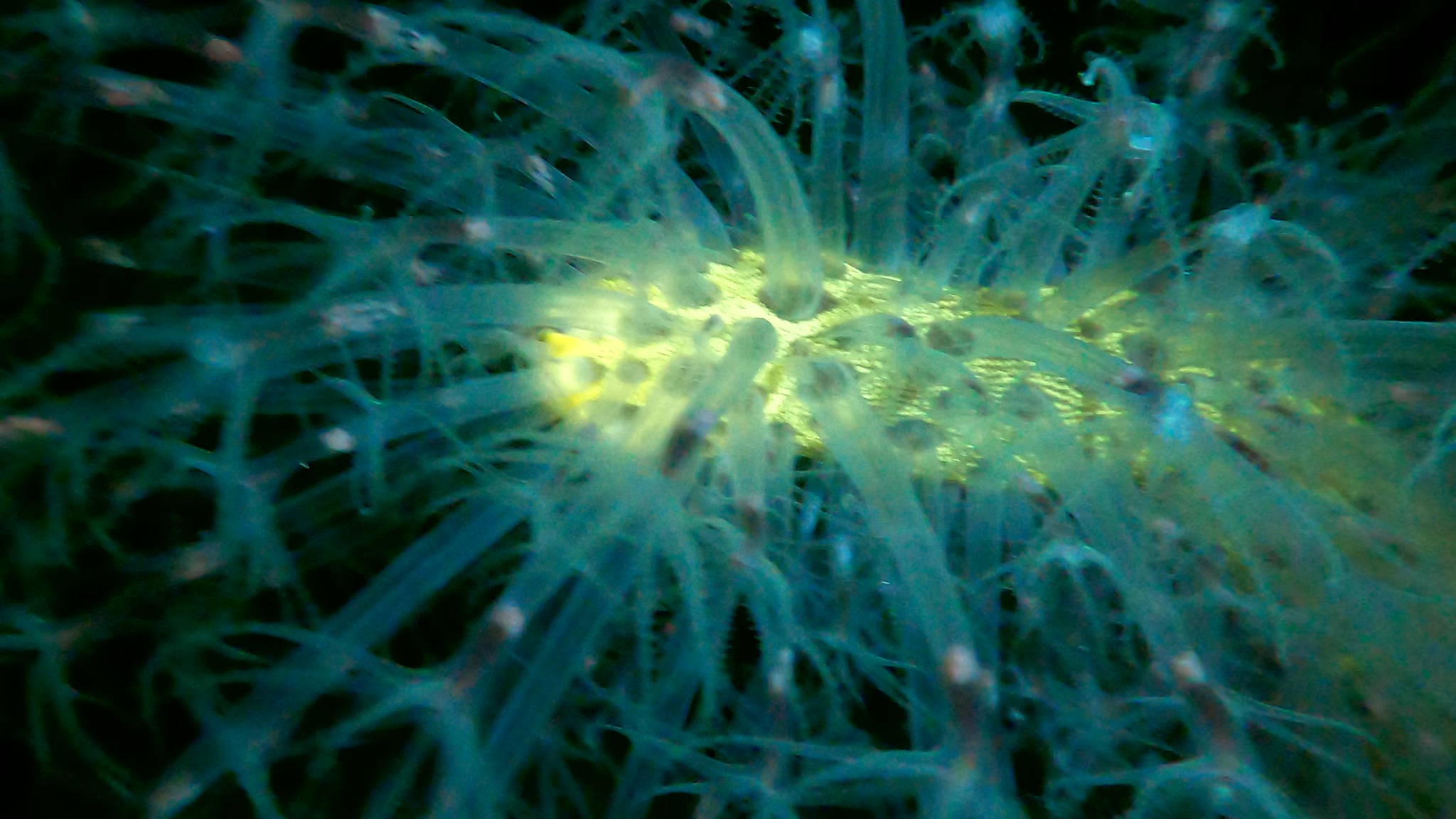 Veretillum cynomorium (Pallas, 1766)