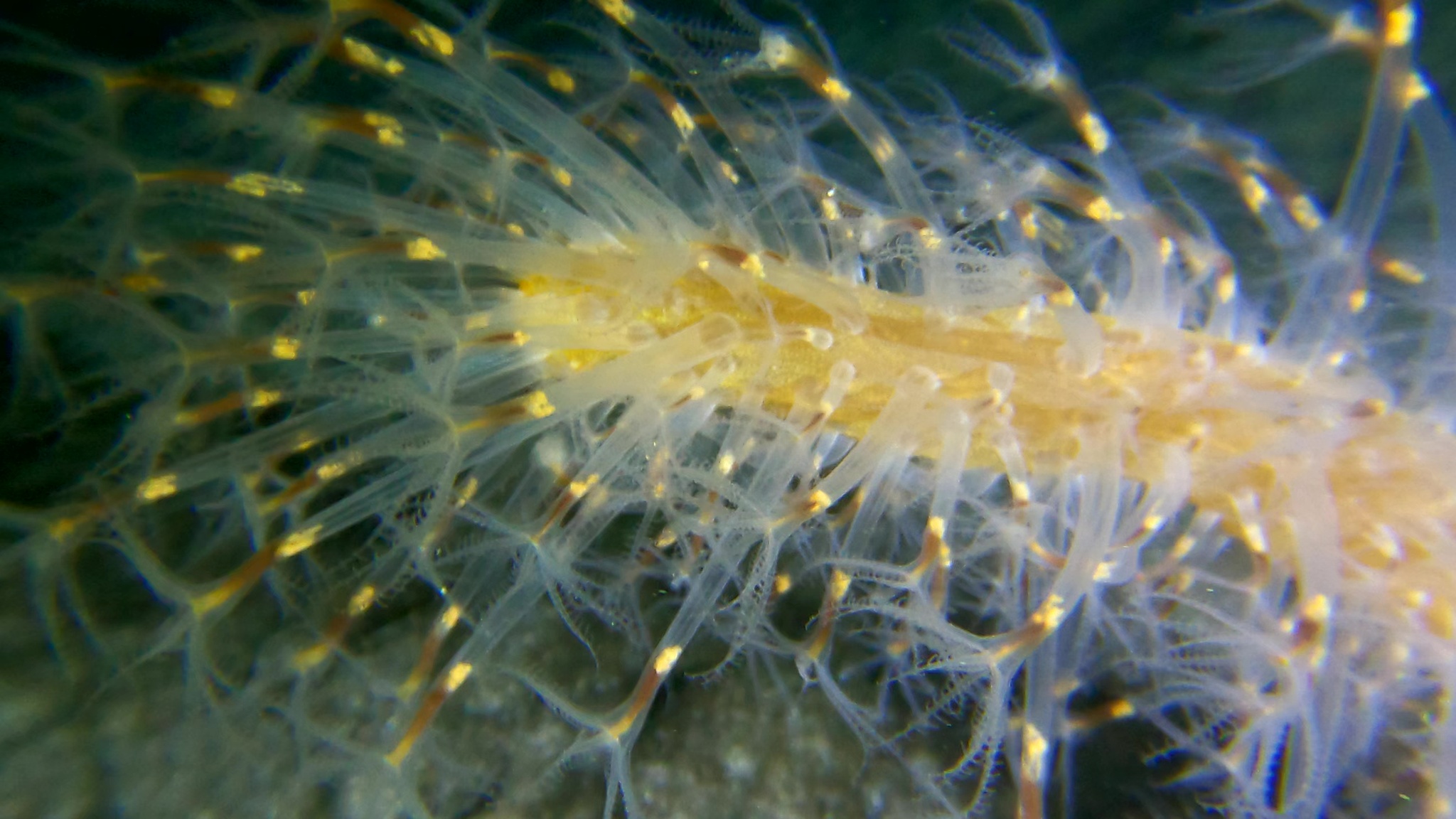 Veretillum cynomorium (Pallas, 1766)