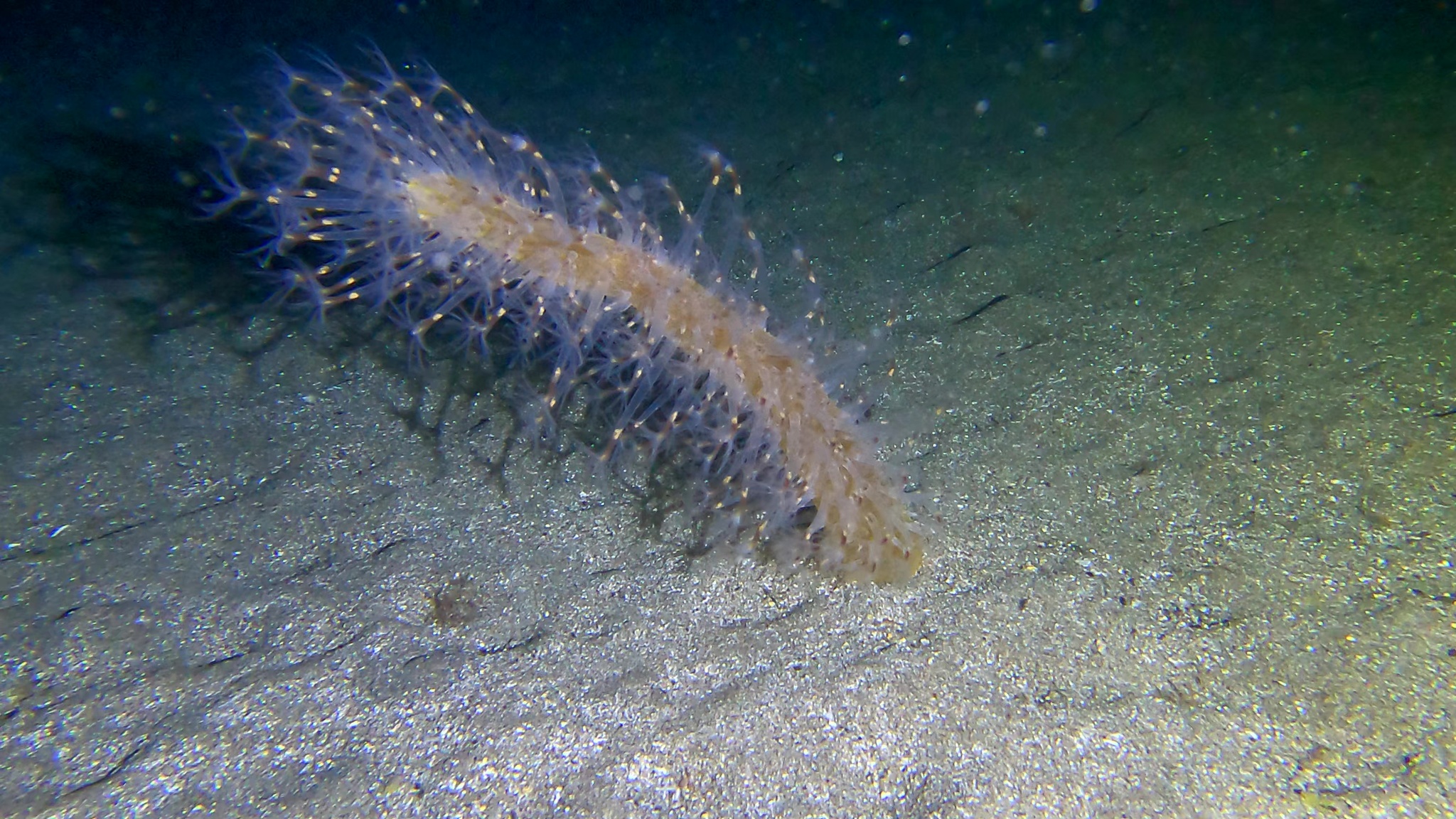 Veretillum cynomorium (Pallas, 1766)