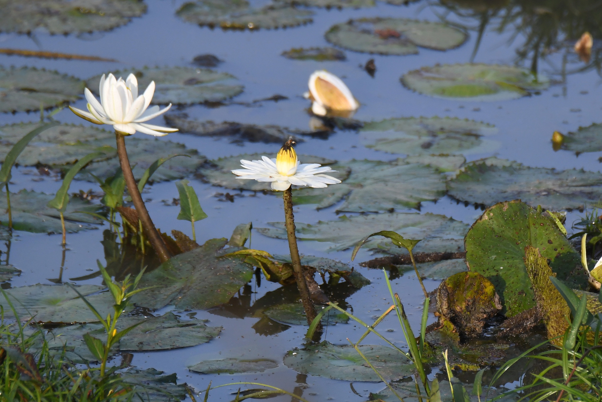 Nymphaea L