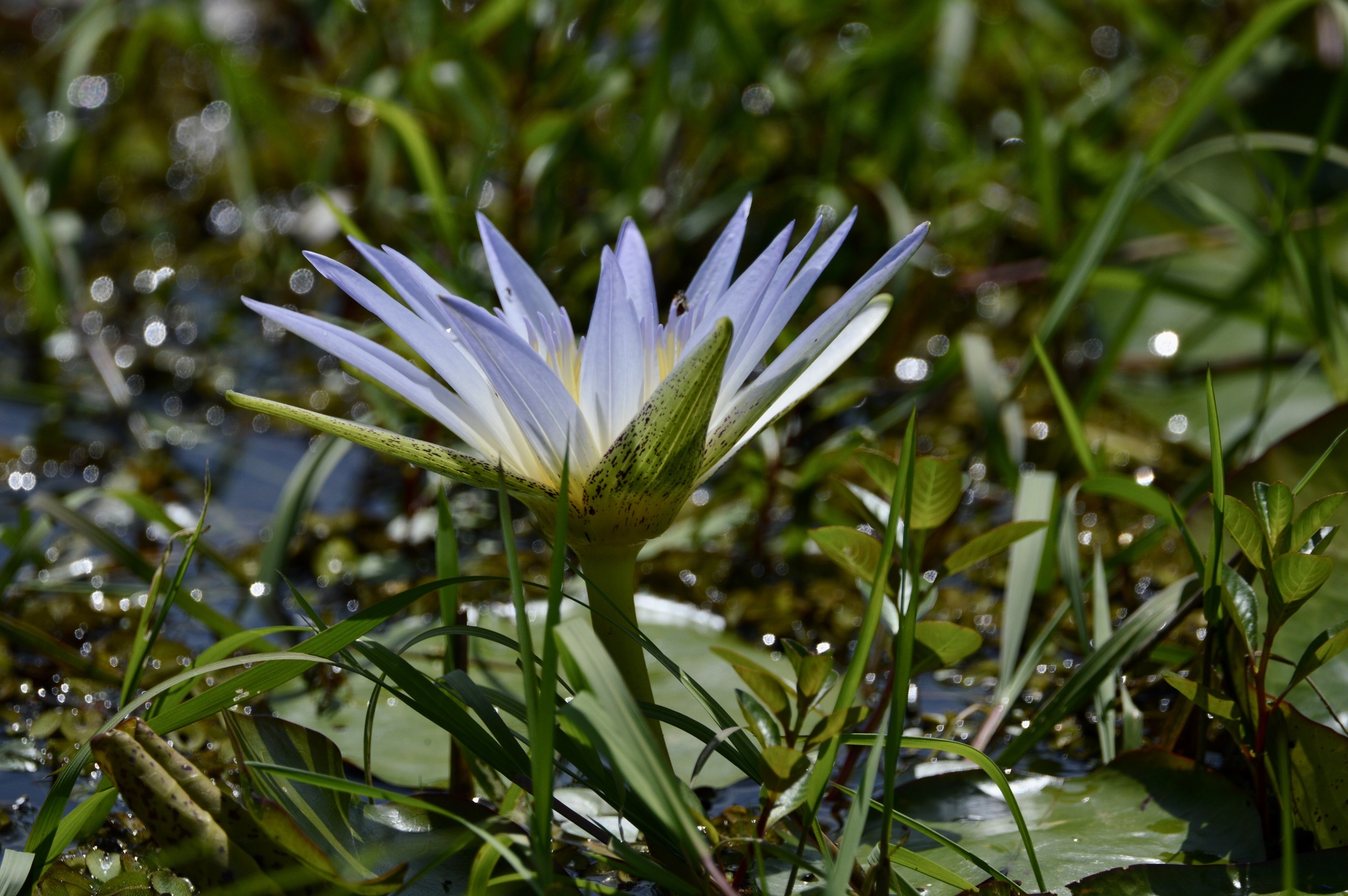Nymphaea L.
