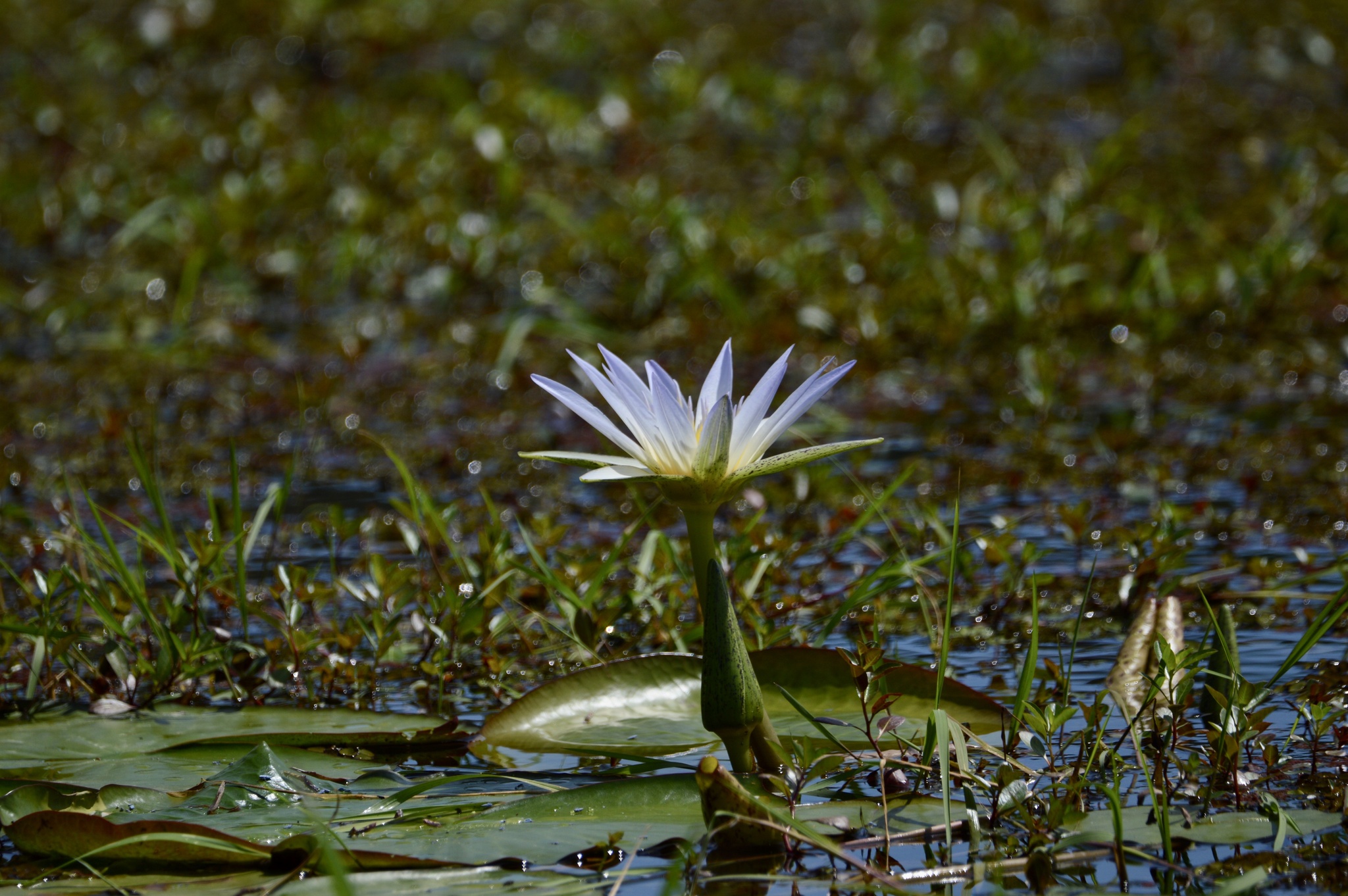 Nymphaea L.