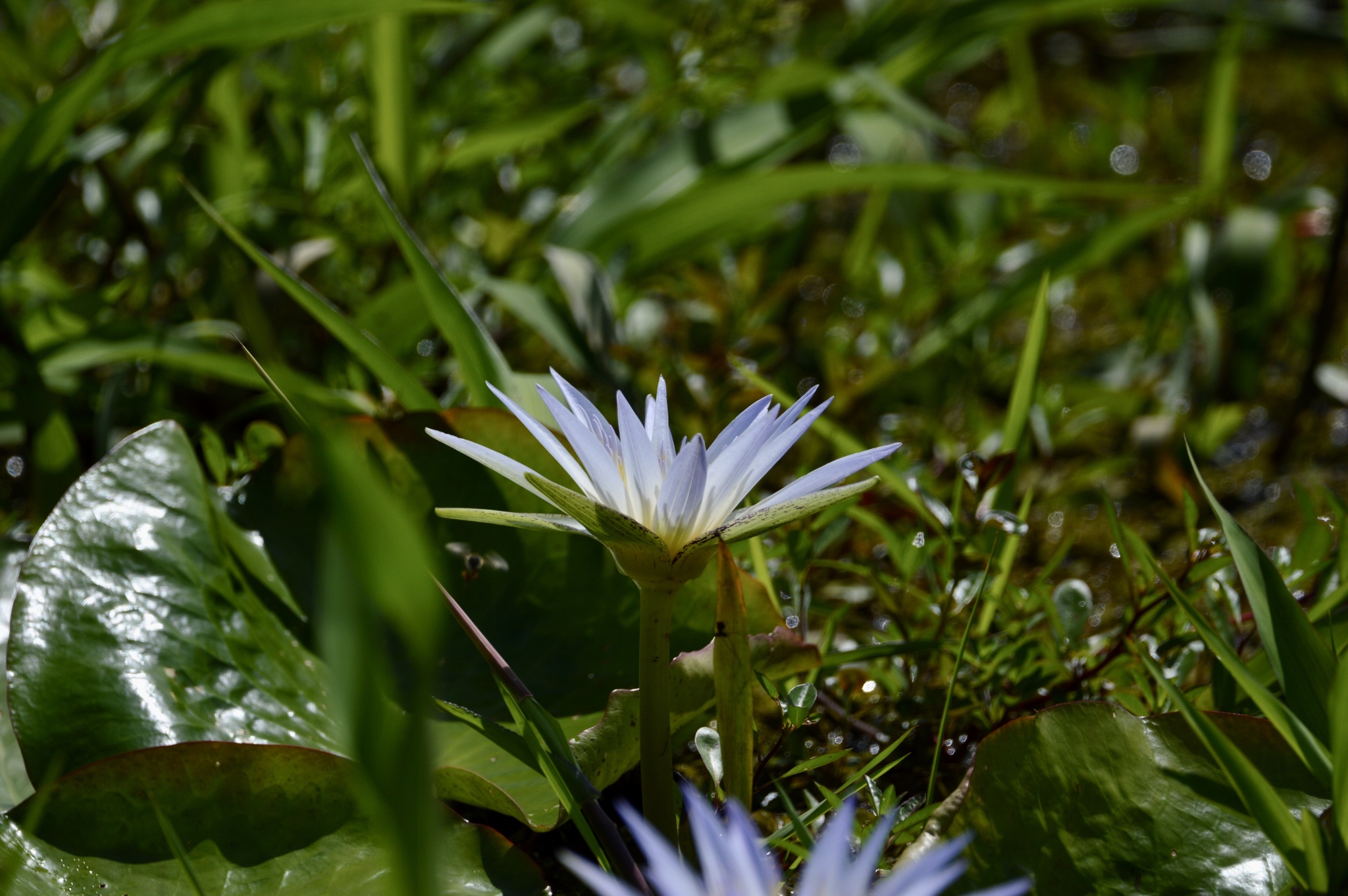 Nymphaea L