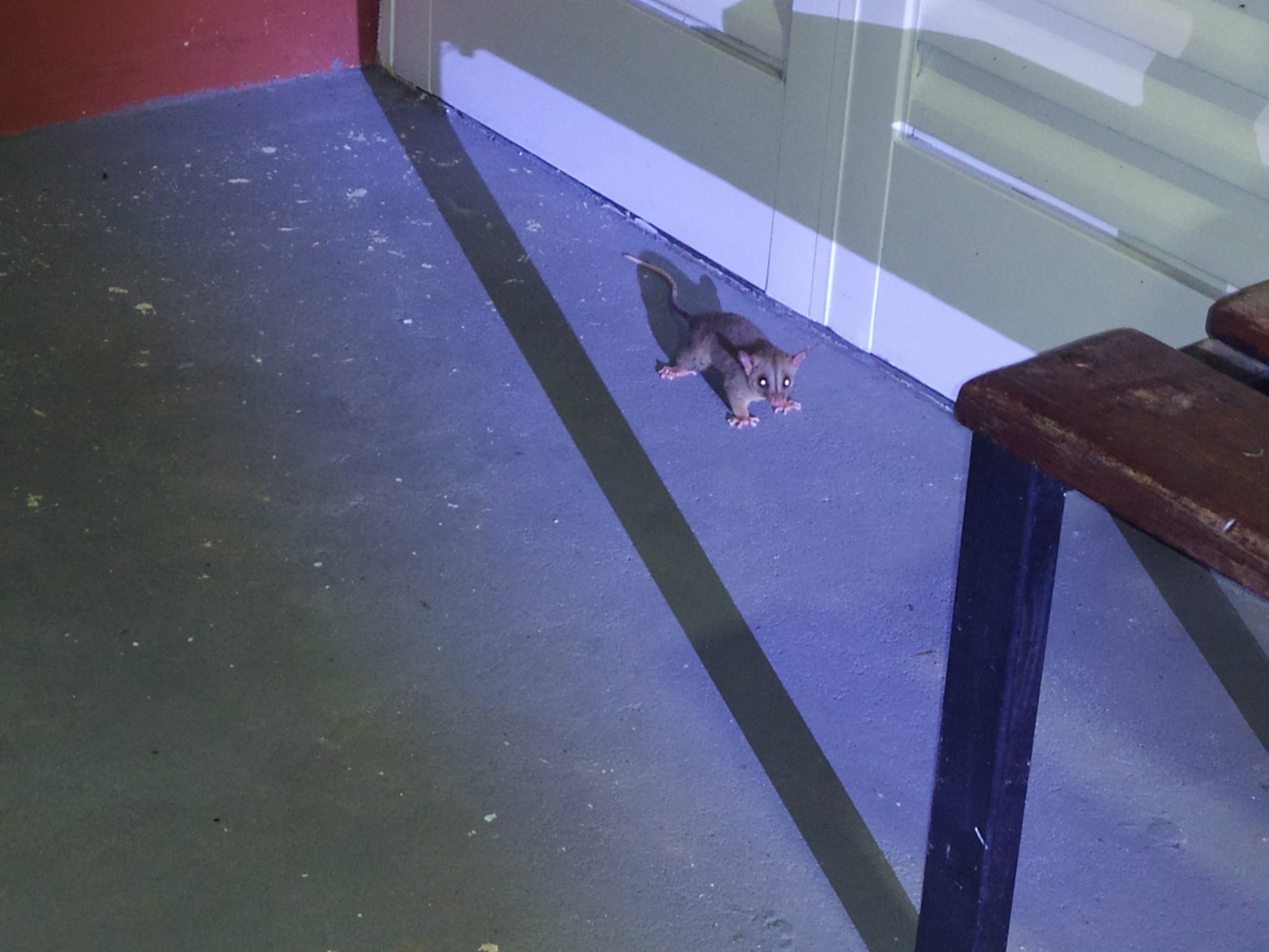 Caluromys philander (Linnaeus, 1758)