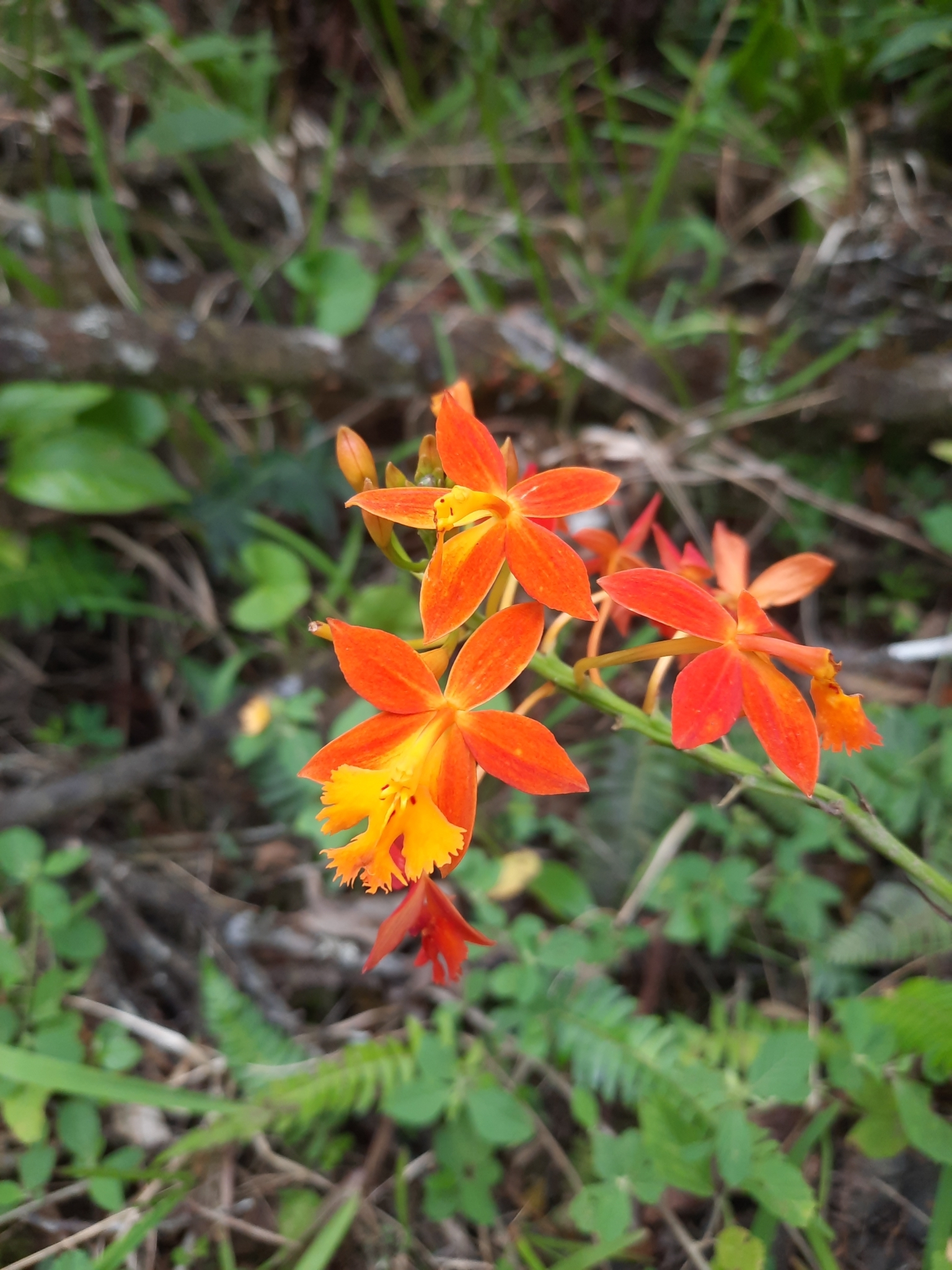 Epidendrum L.