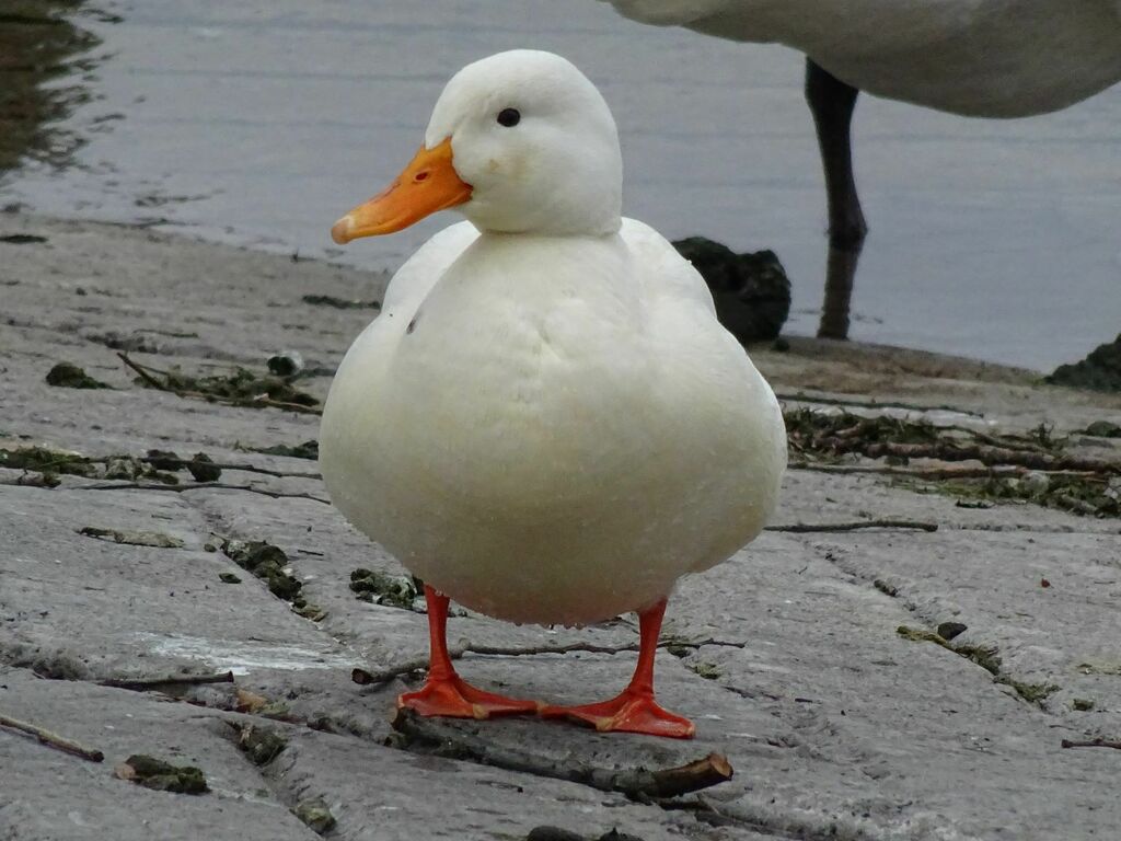 Domestic Mallard from Bayfront Park, 200 Harbour Front Dr, Hamilton, ON ...