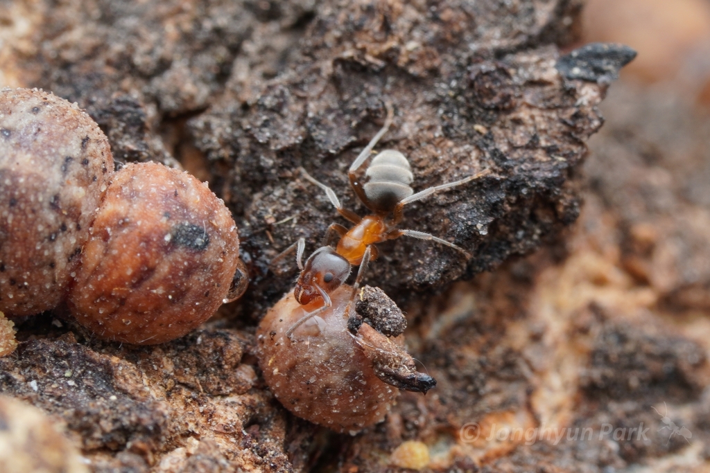 Western Velvety Tree Ant from TUOLUMNE MEADOWS, CA 95389, USA on August ...