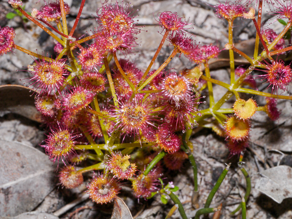 Drosera purpurascens from Stirling Range National Park WA 6338 ...
